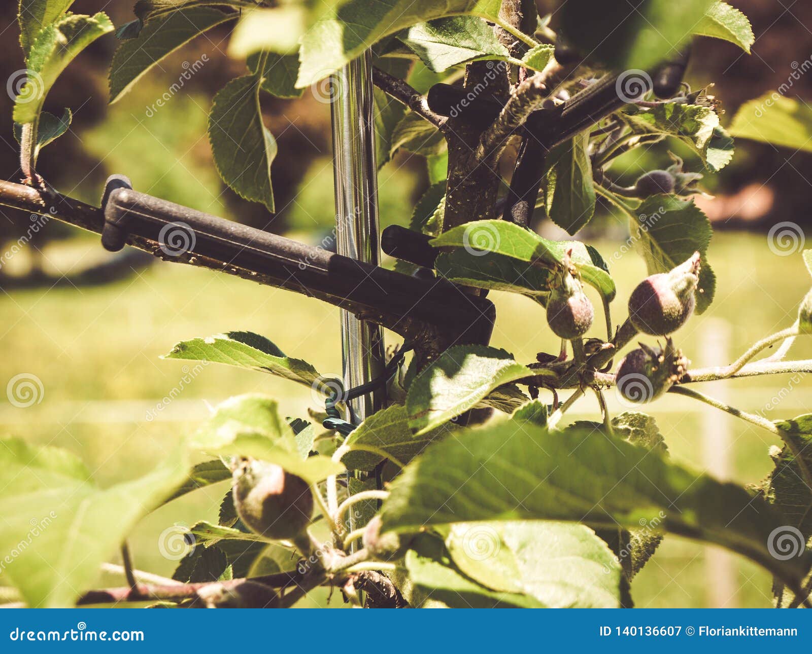 Apple Tree - Get The Right Shape By Bending Fruit Tree Branches Stock ...