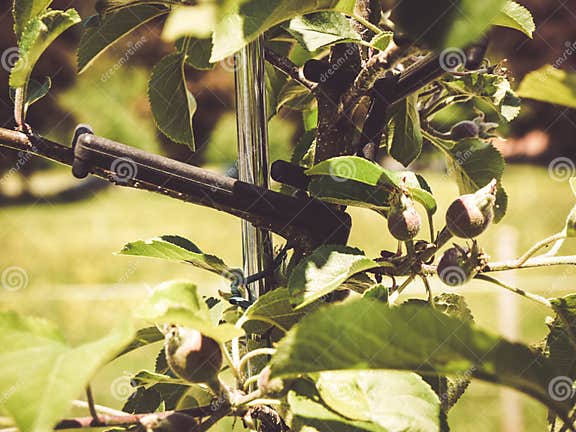 Apple Tree - Get the Right Shape by Bending Fruit Tree Branches Stock ...