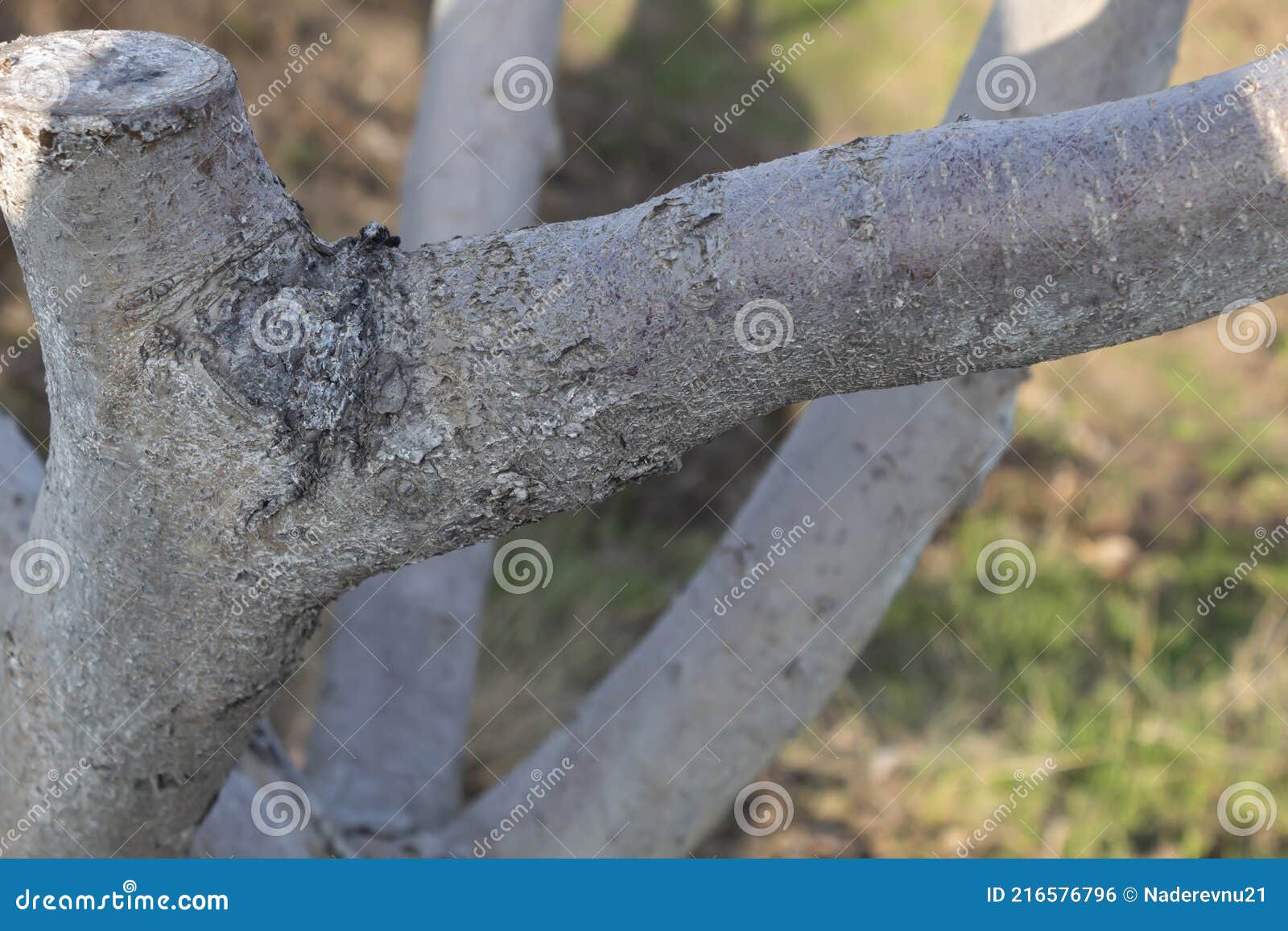 Apple Tree with a Grafted Branch Stock Photo - Image of background ...