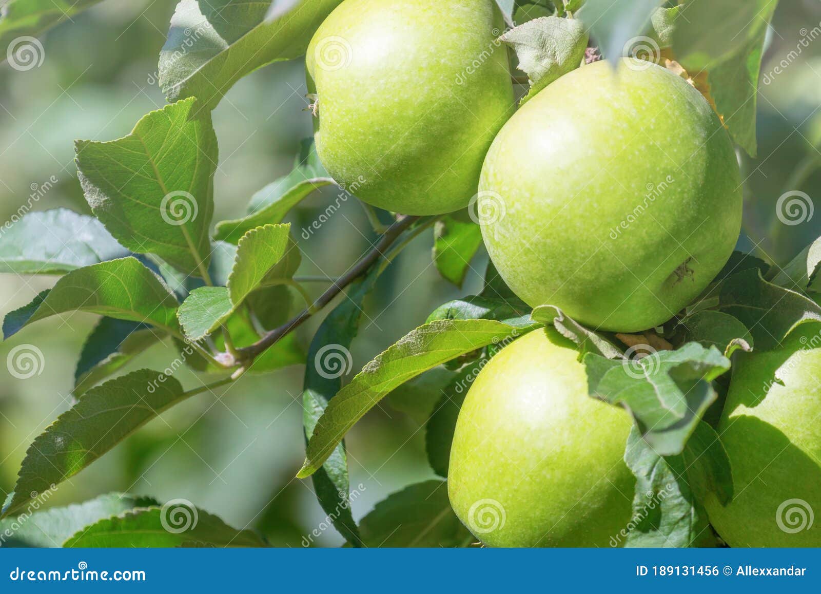 Apple Tree, Green Apples on the Tree Stock Photo - Image of delicious ...
