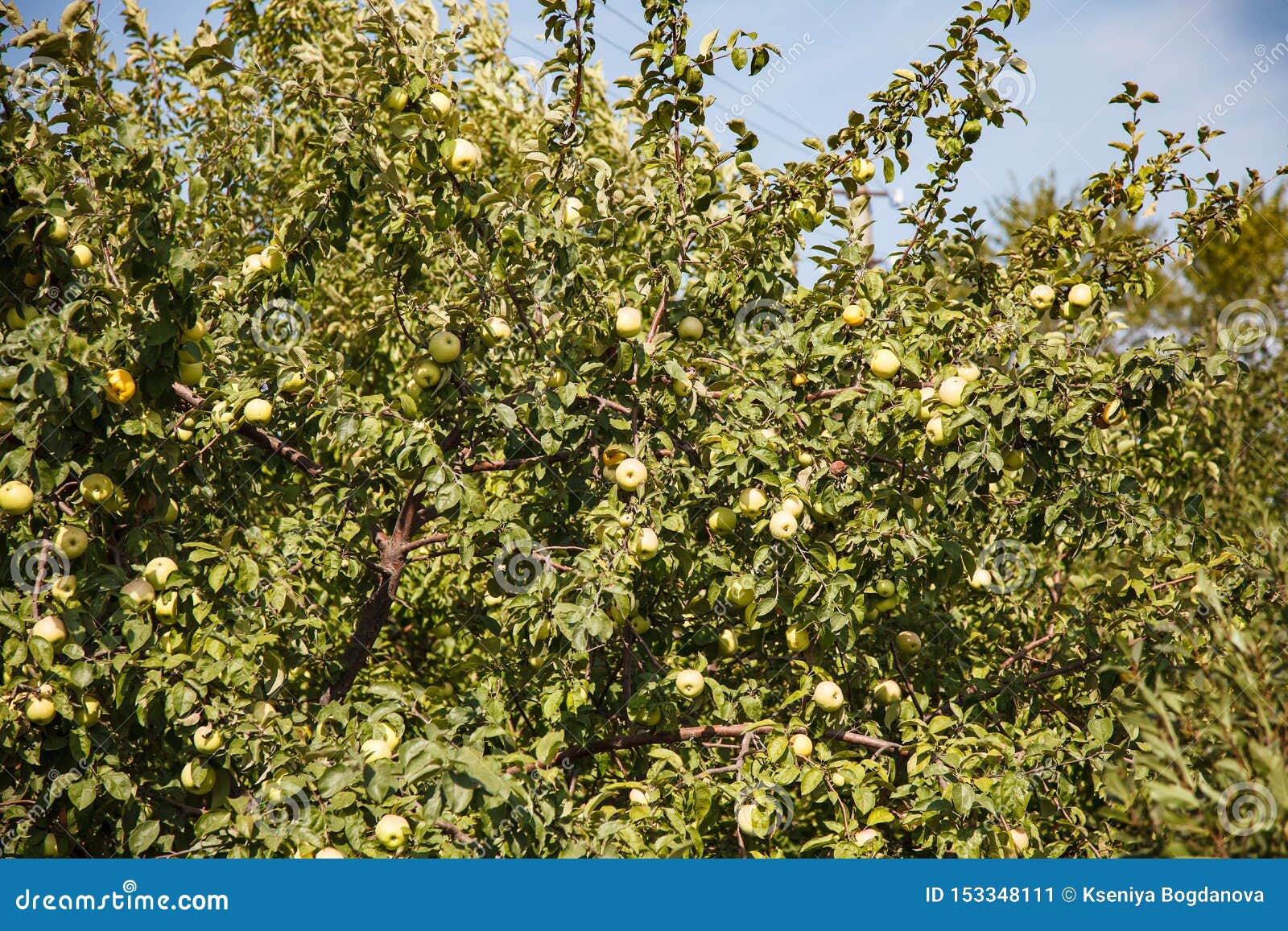 Apple Tree with Green Apples Stock Image - Image of bush, growth: 153348111