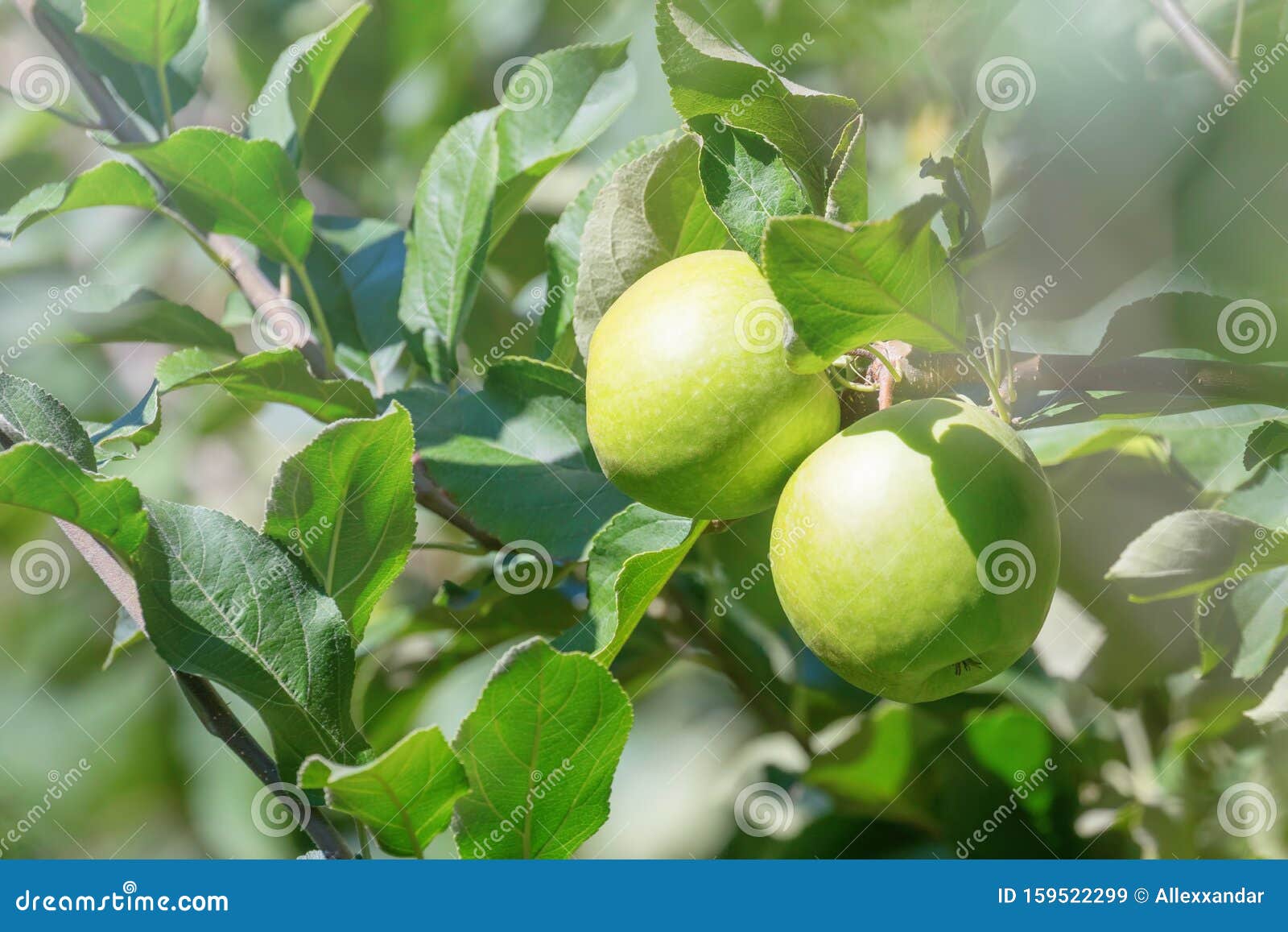 Apple Tree, Green Apples on the Tree Stock Image - Image of health ...