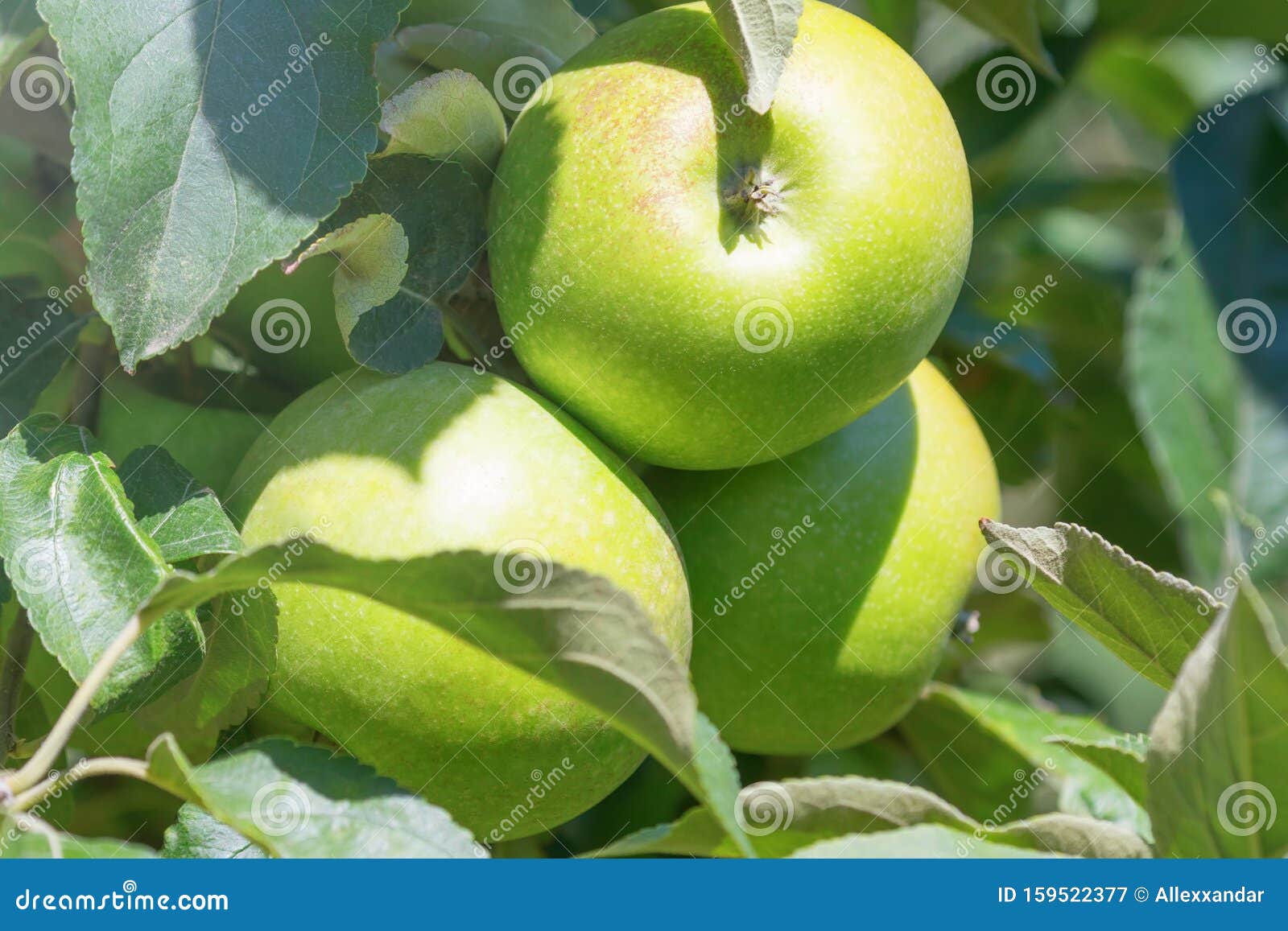 Apple Tree, Green Apples on the Tree Stock Image - Image of green ...