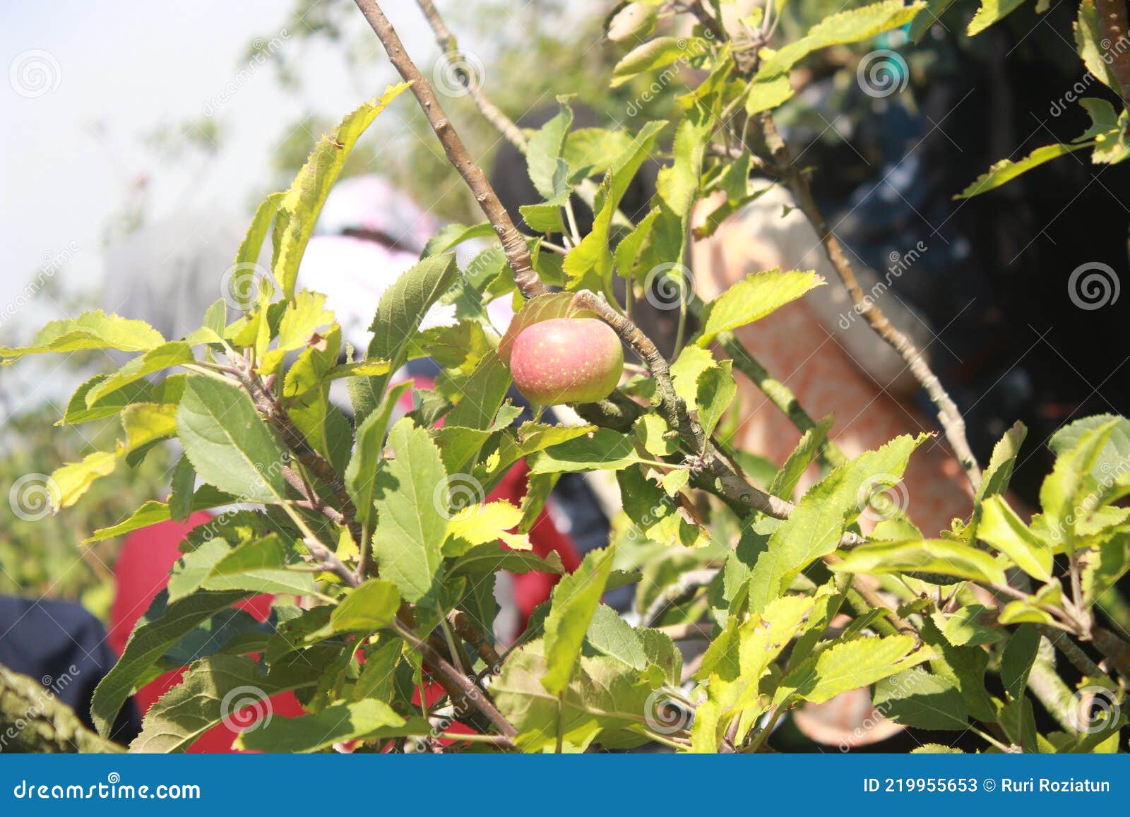 Apple Tree that Grows in Apple Plantations in Malang Area Stock Image ...