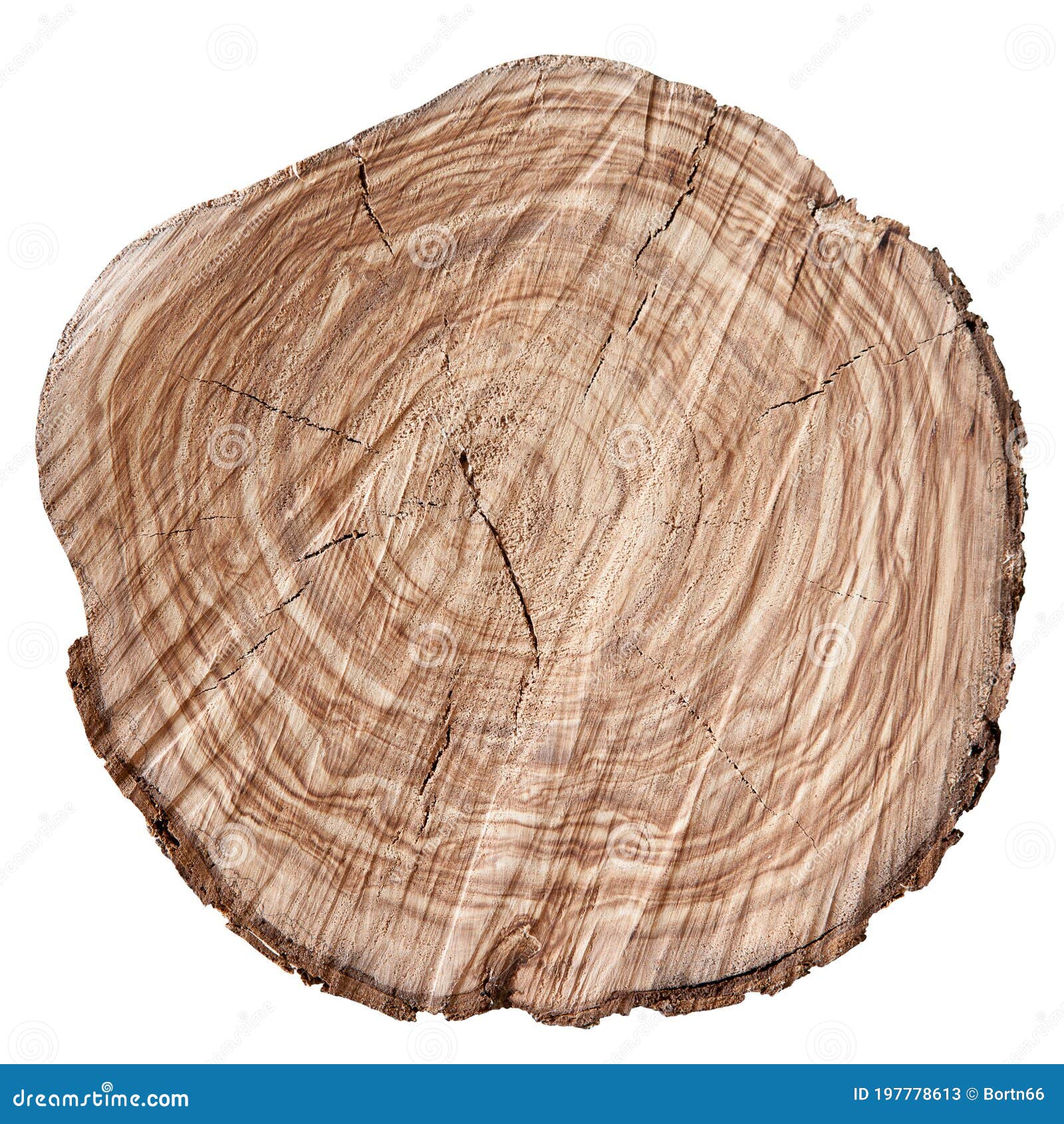 Apple Tree Growth Rings on a White Background Stock Image - Image of ...