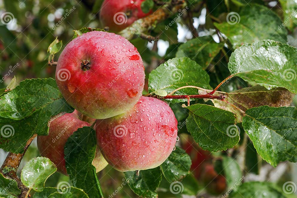 Apple tree stock photo. Image of ripe, nature, drops - 48772990