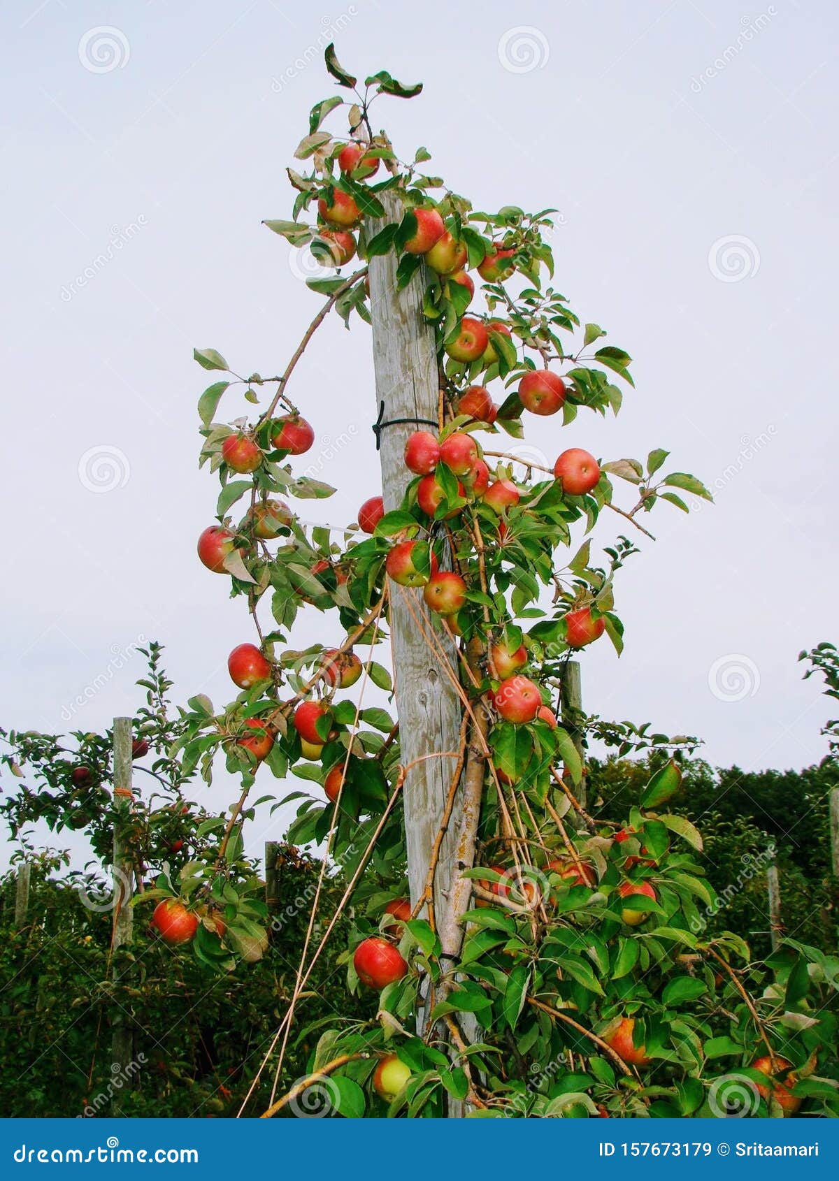 Apple Tree Hanging with Lot of Apples Stock Image - Image of hunting ...