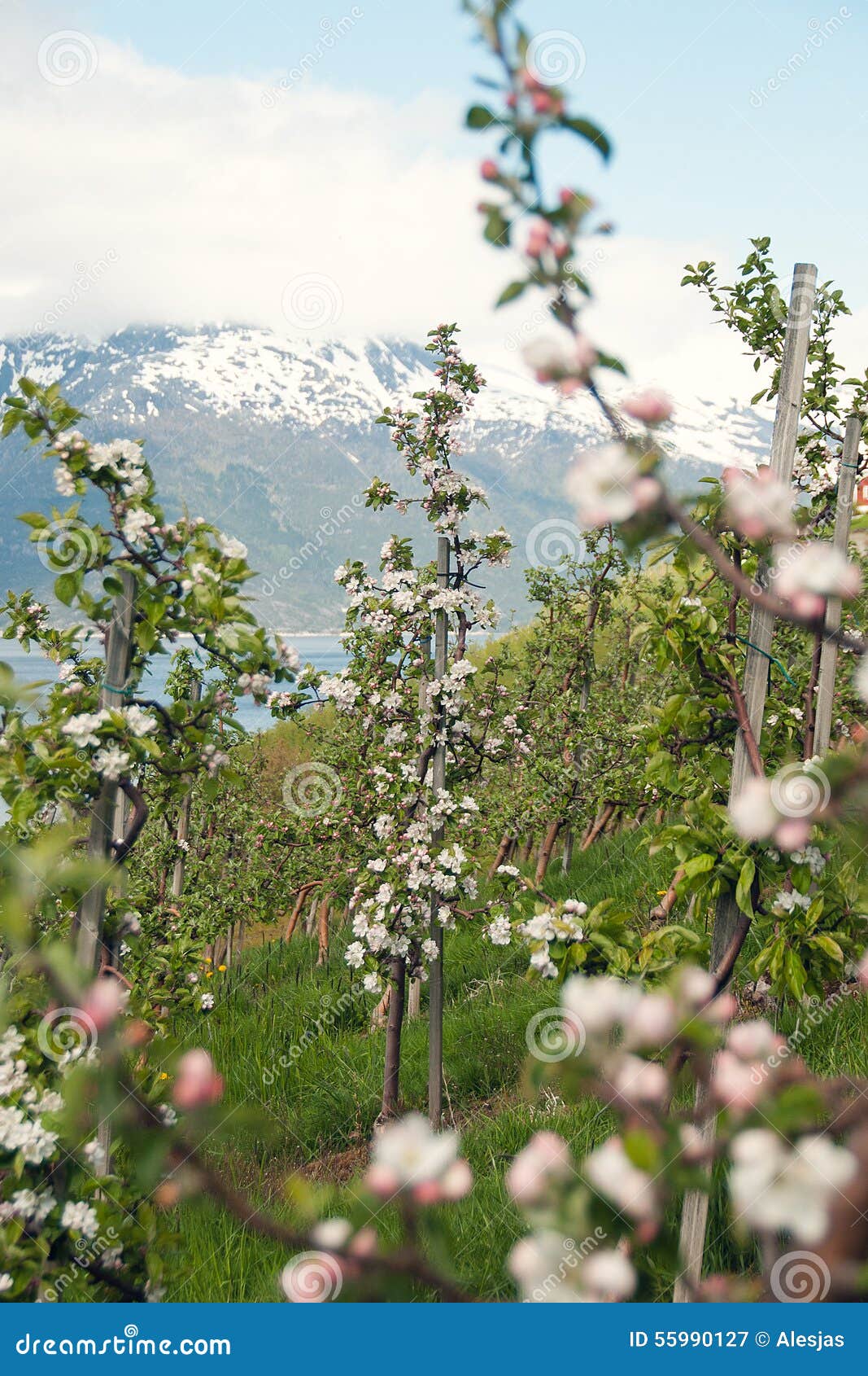 Apple Tree in Hardanger, Norway Stock Image - Image of norway ...