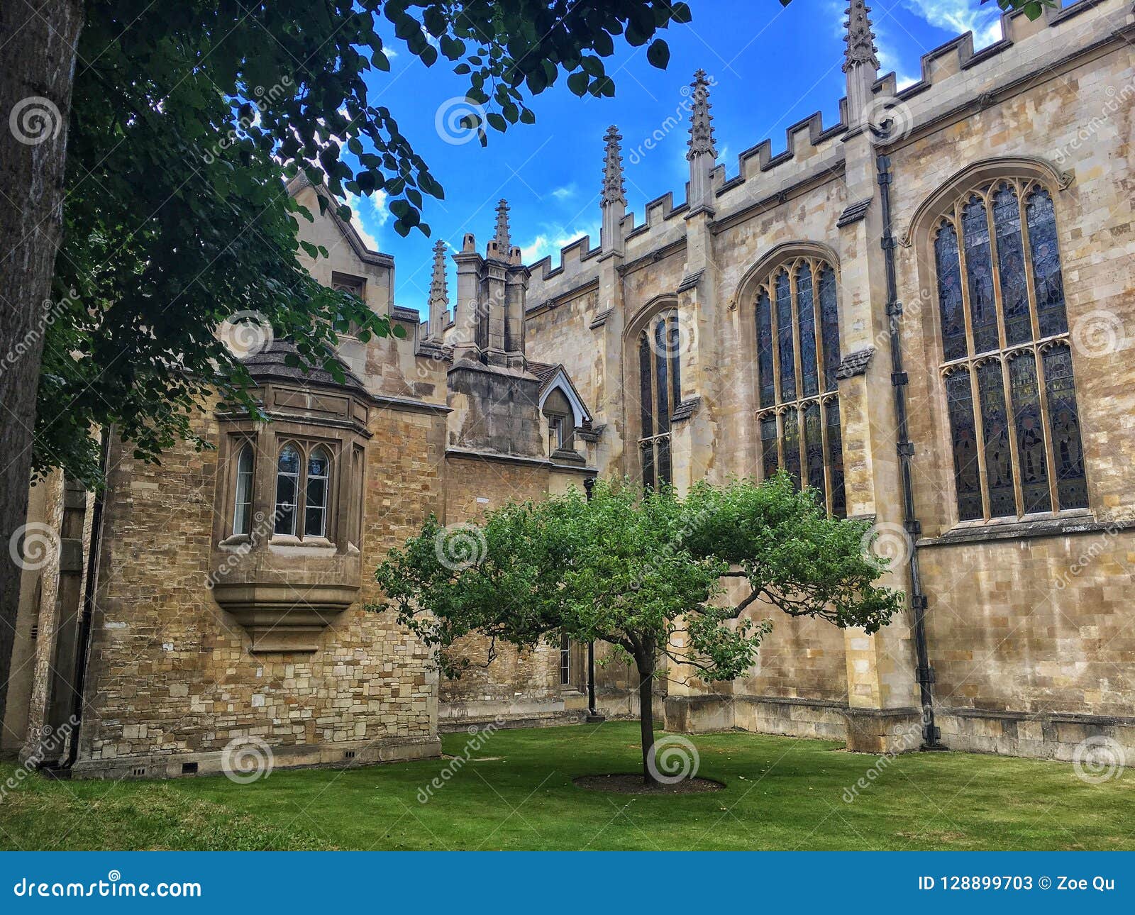 The Apple Tree that Inspired Newton, Cambridge Stock Image - Image of ...