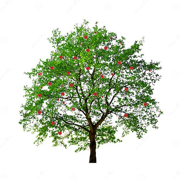 Apple tree isolated stock image. Image of metaphor, high - 27475173
