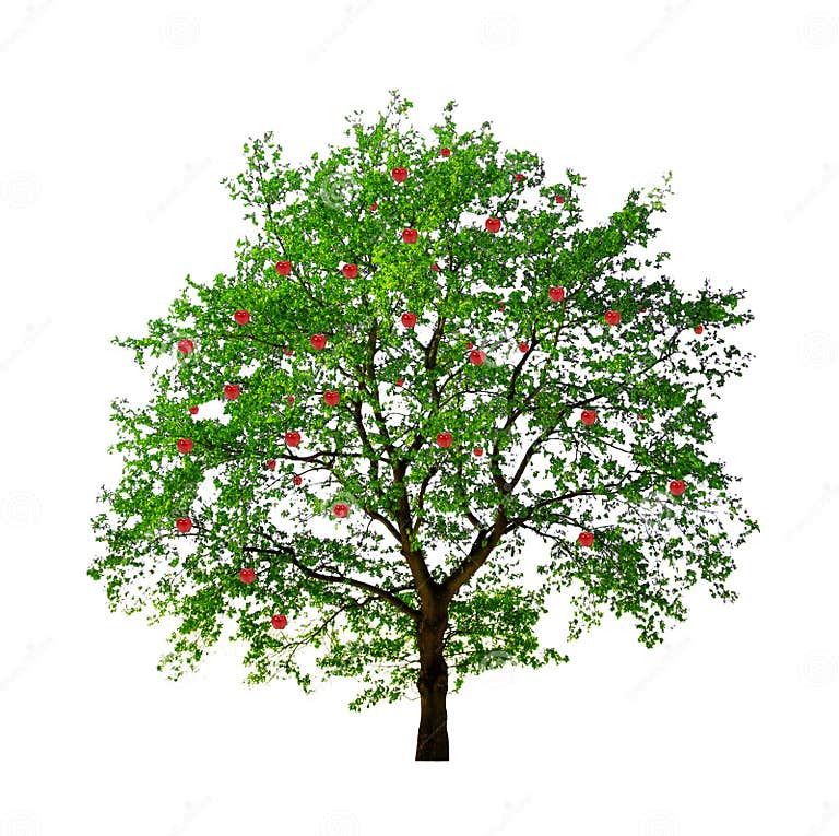 Apple tree isolated stock image. Image of metaphor, high - 27475173