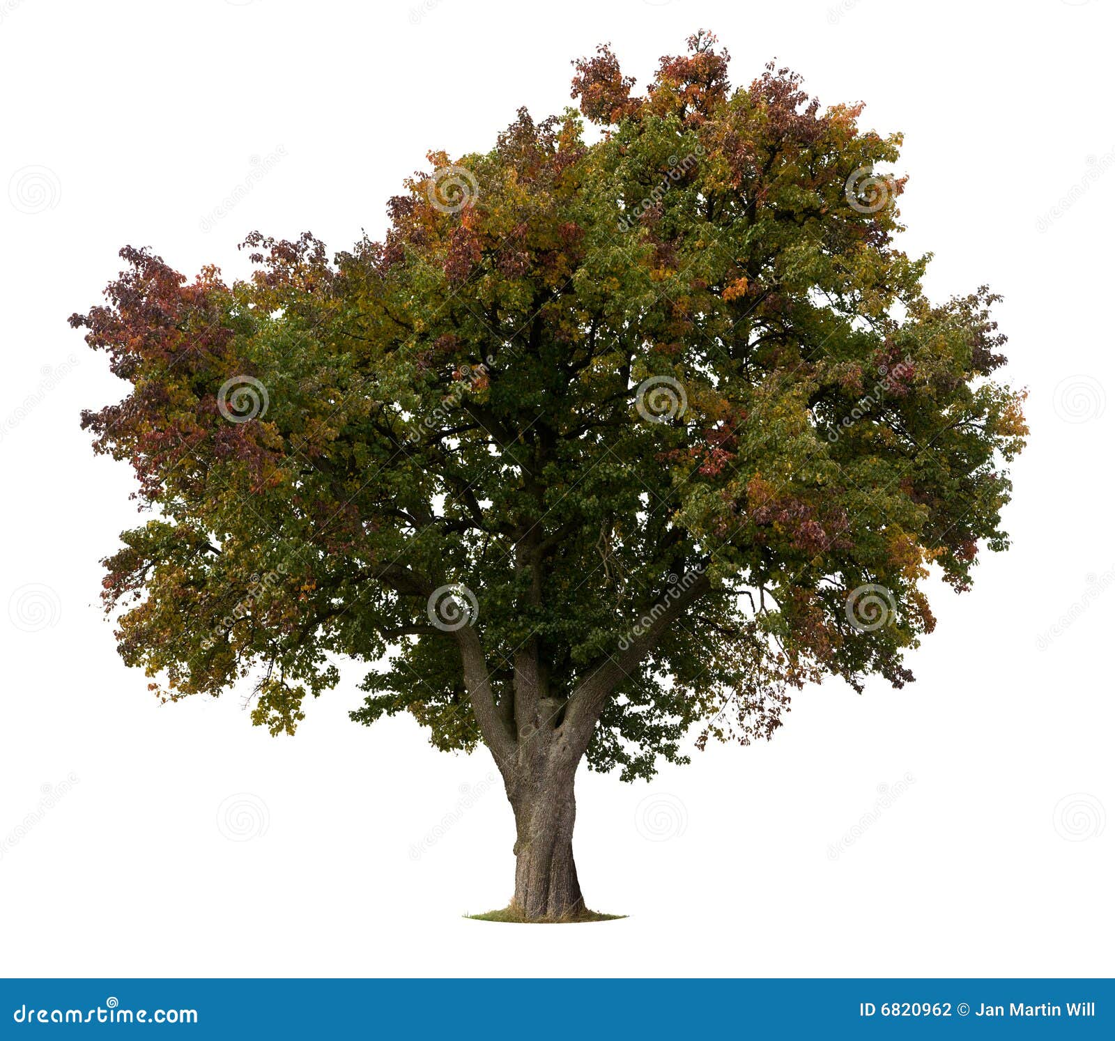 Apple Tree Isolated on White Stock Photo - Image of lone, foliage: 6820962