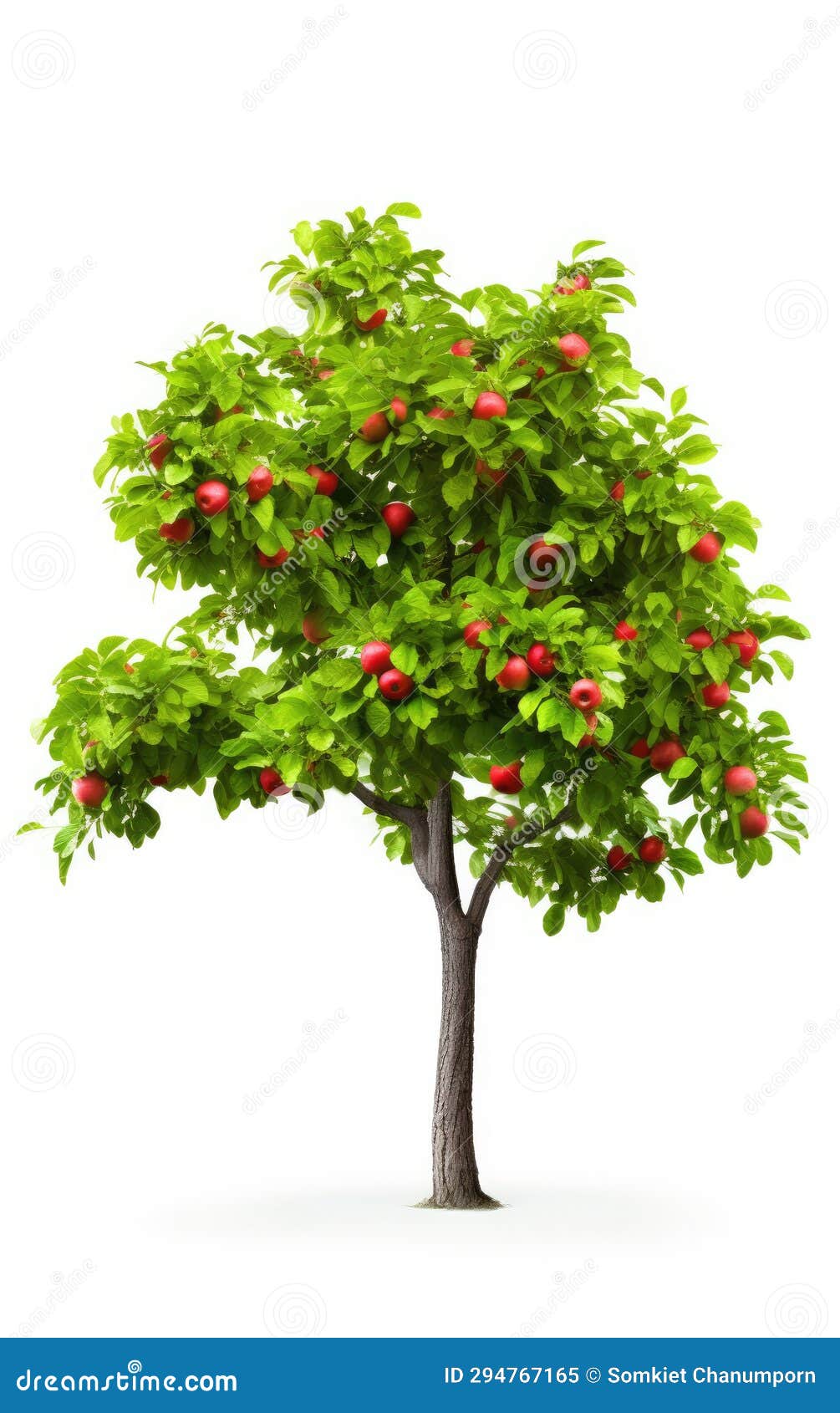 Apple Tree, Isolated White Background, Suitable for Use in Design ...