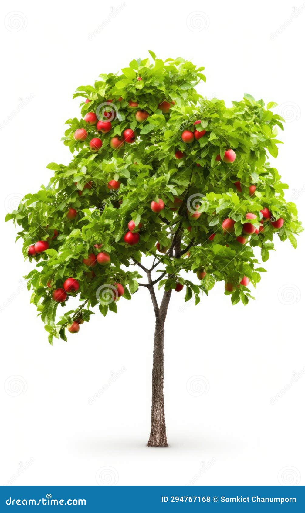 Apple Tree, Isolated White Background, Suitable for Use in Design ...