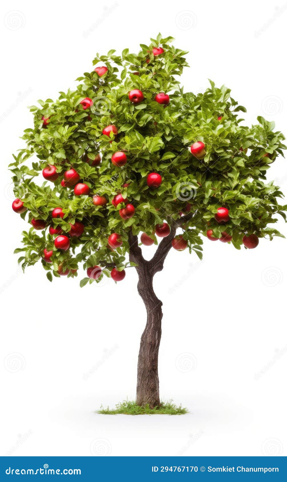 Apple Tree, Isolated White Background, Suitable for Use in Design ...