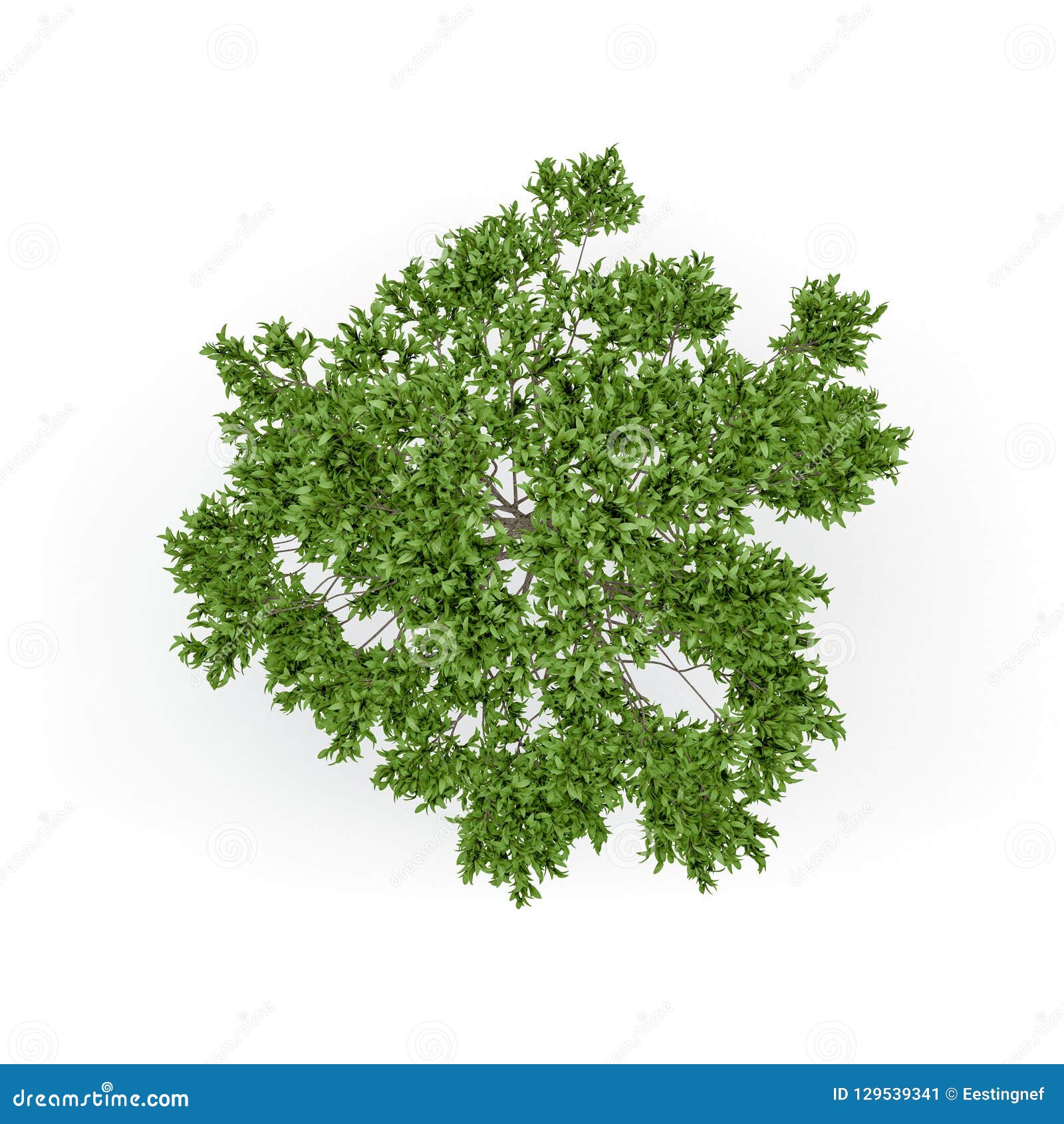 Apple Tree. Isolated on White Background. Top View. Stock Illustration ...