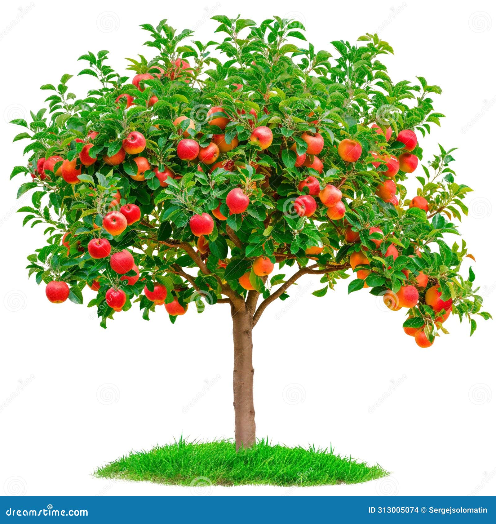 A Apple Tree Isolated on a White or Transparent Background. a Close-up ...