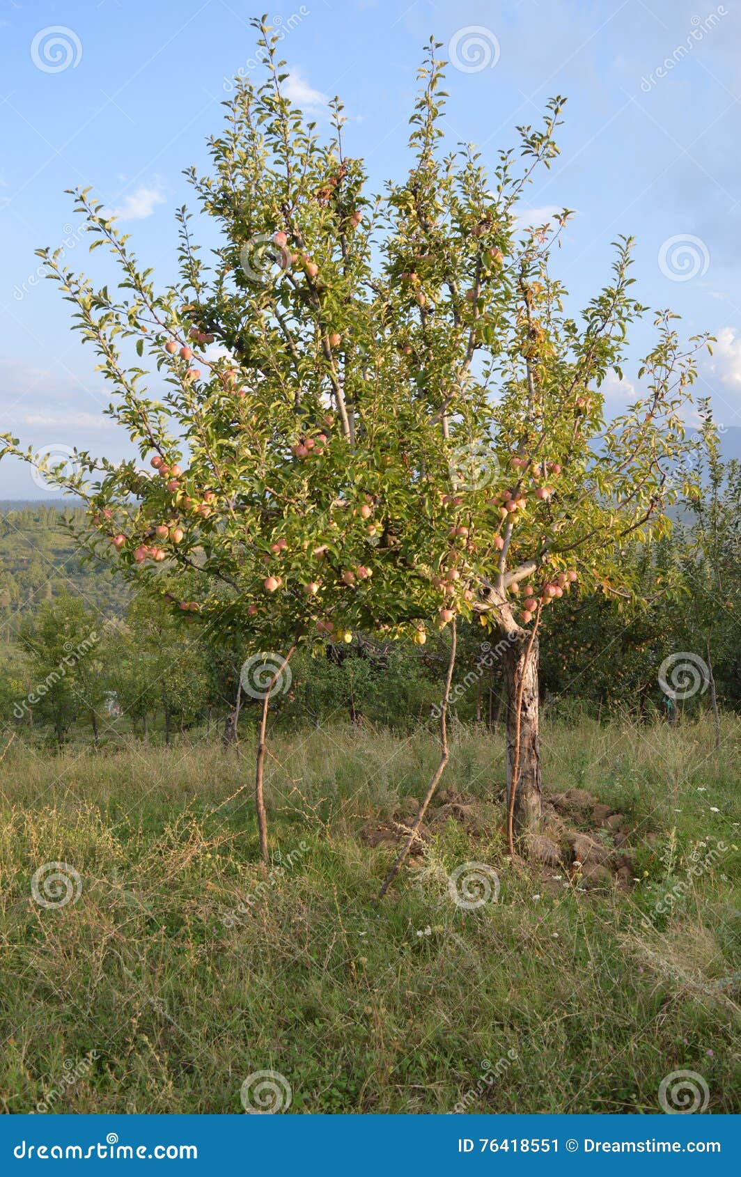 Apple tree in Kashmir, stock image. Image of tree, kashmir - 76418551