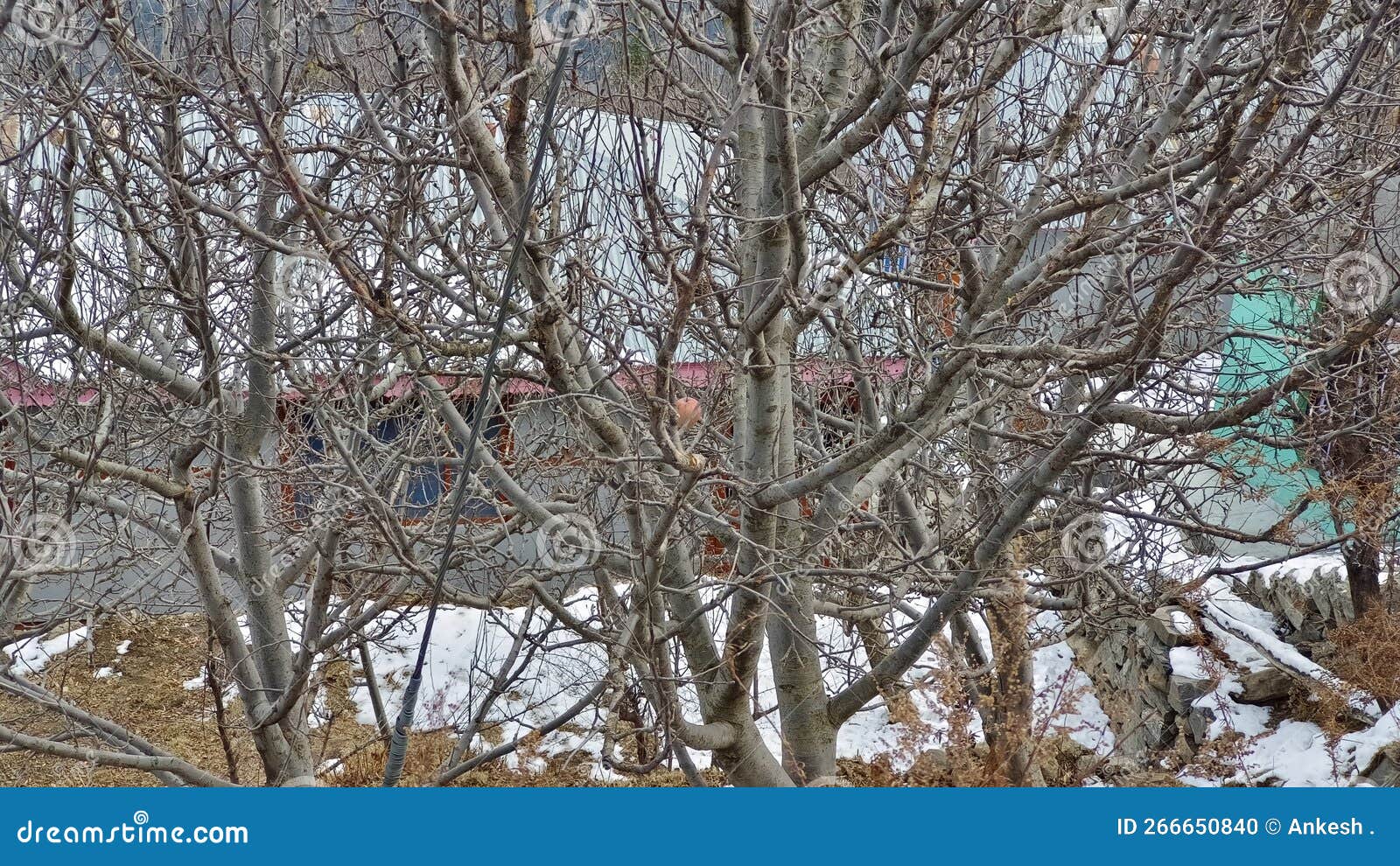 The apple tree in Kinnaur stock photo. Image of blossom - 266650840