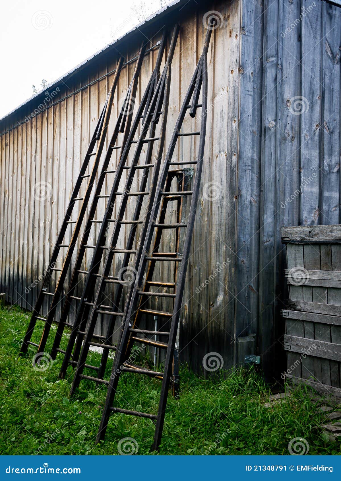Apple Tree Ladders stock image. Image of apple, barn - 21348791