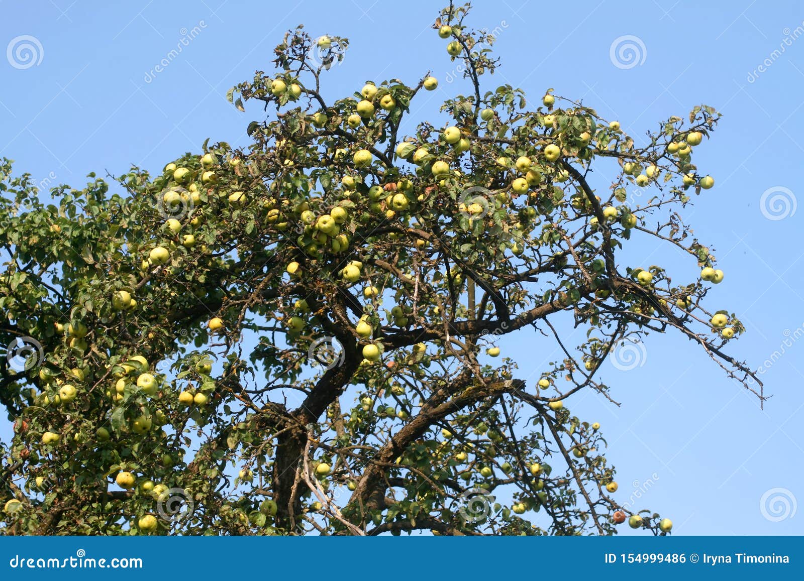 Apple Tree with a Large Crop of Apples. Stock Photo - Image of ...
