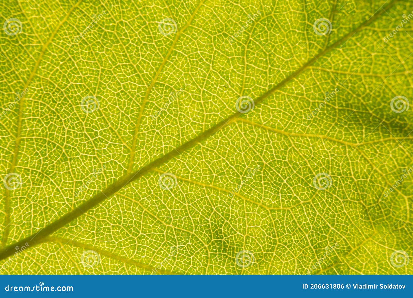 Yellow-green leaf texture. stock photo. Image of yellowgreen - 206631806