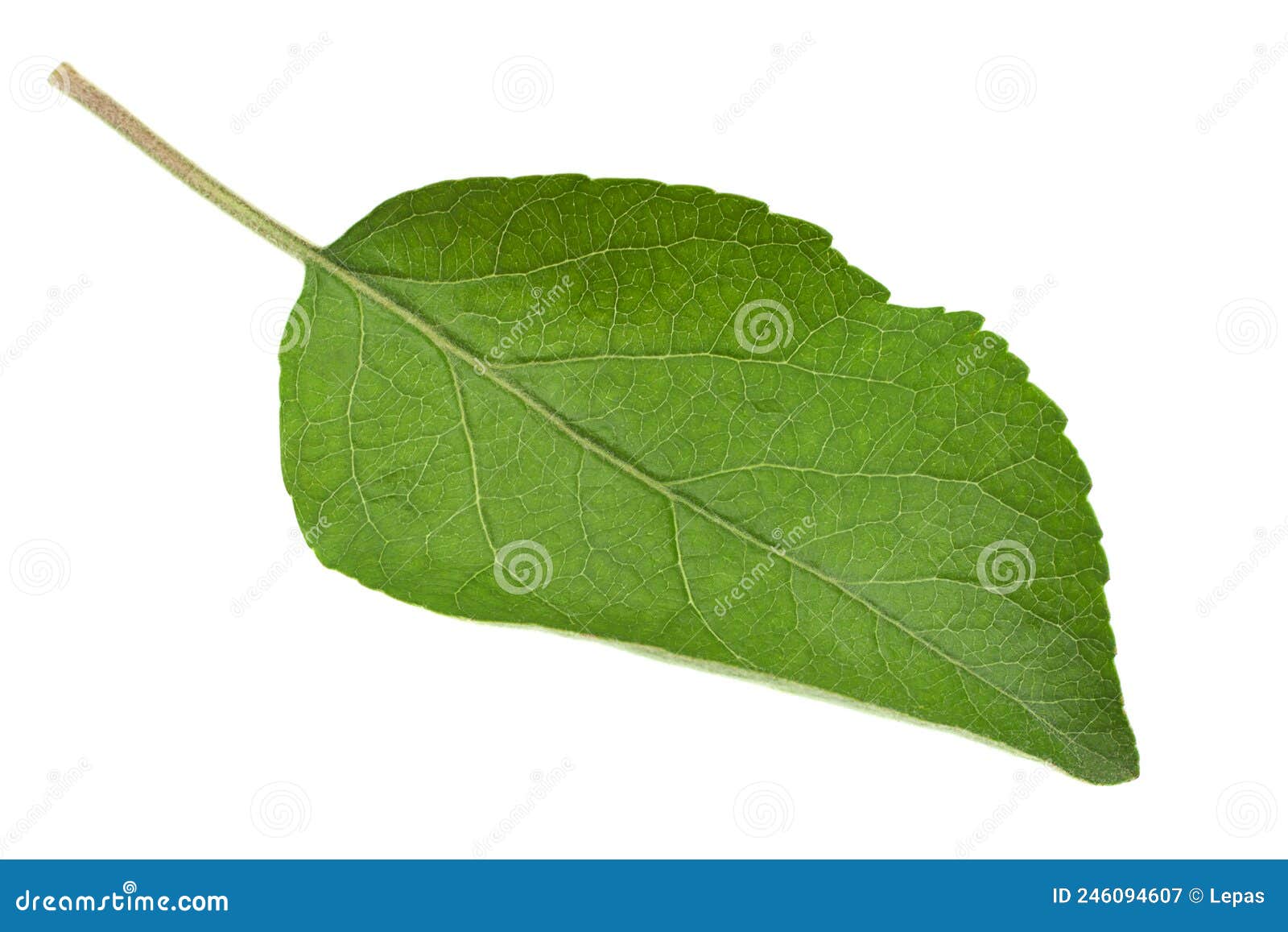 Apple tree leaf stock image. Image of nature, botany - 246094607