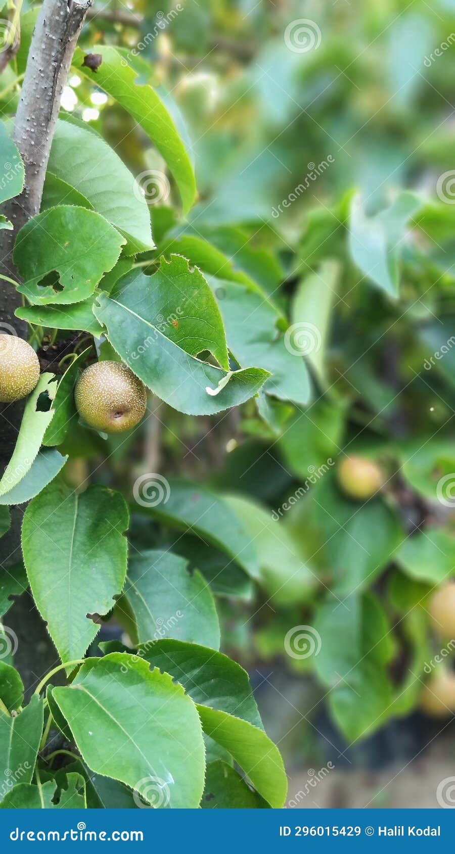 Apple Tree and Leaves, Apple Fruit. Stock Image - Image of leaf, fruits ...