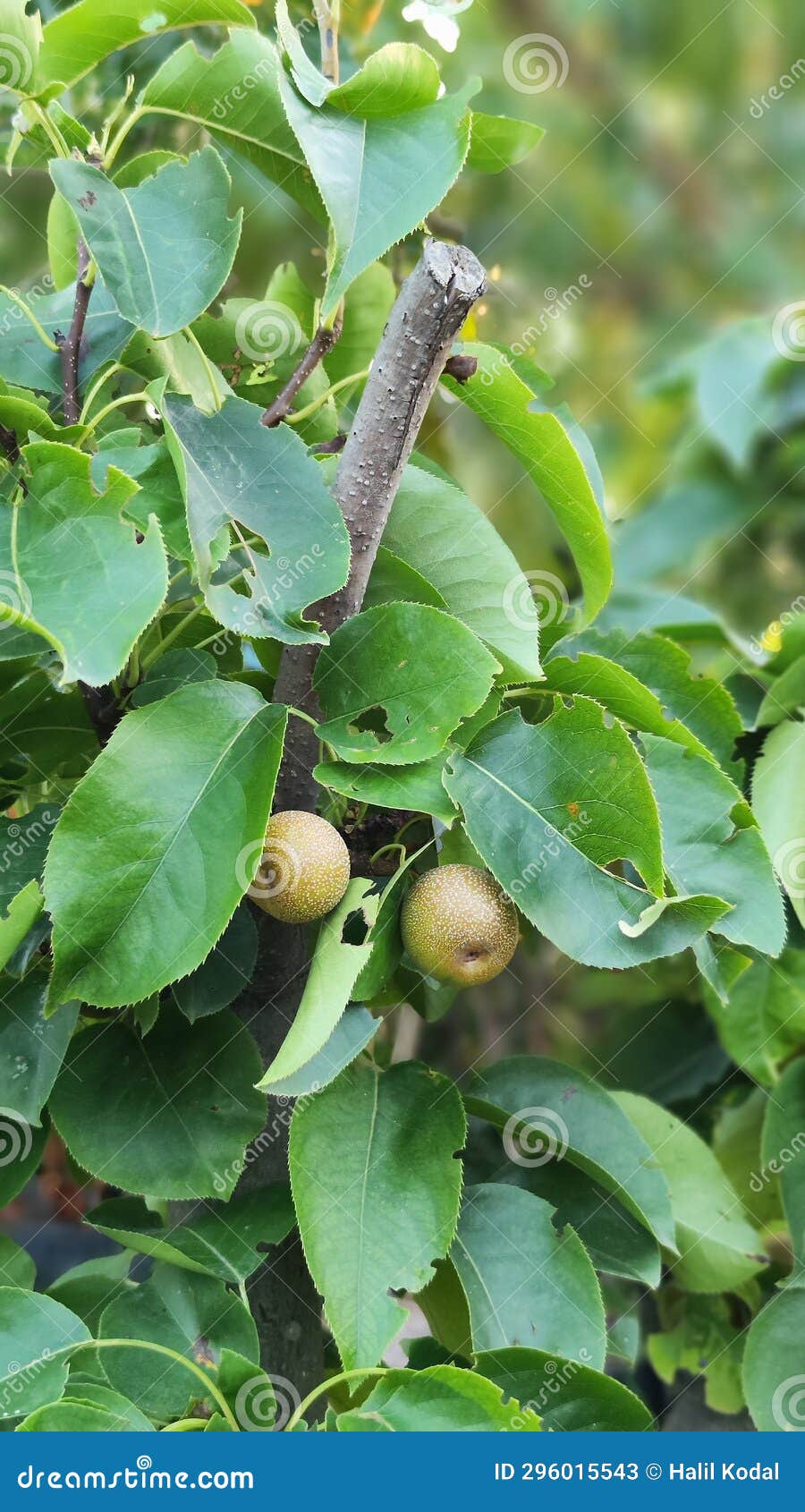 Apple Tree and Leaves, Apple Fruit. Stock Image - Image of apples ...