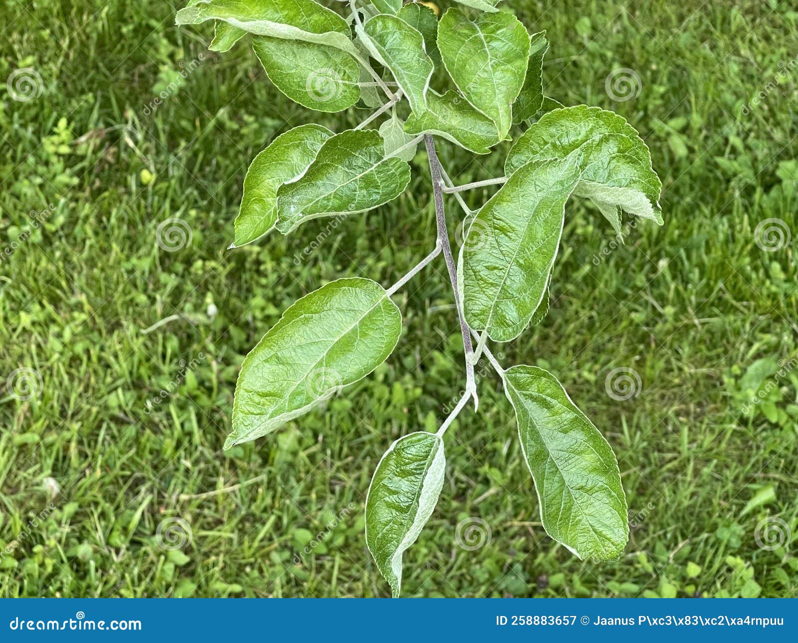Apple tree leaves stock image. Image of branch, soil - 258883657