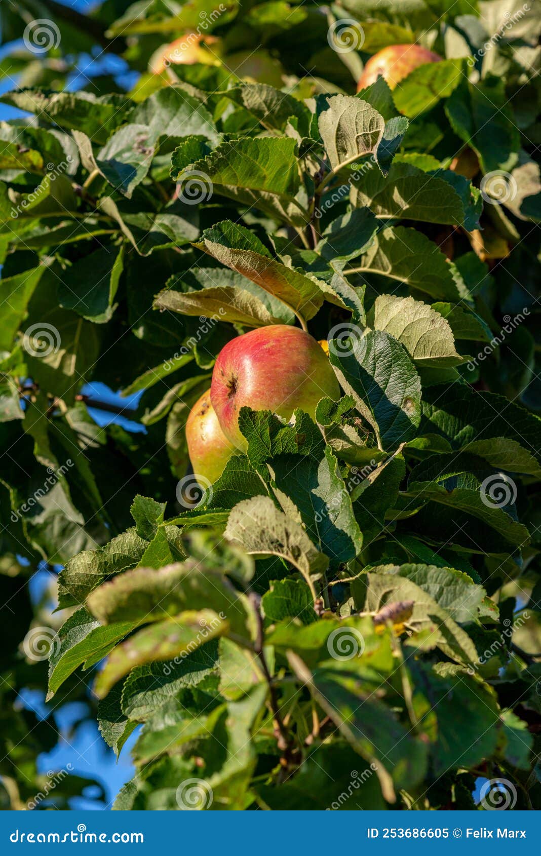 An Apple Tree with Leaves and Apples Stock Image - Image of color ...