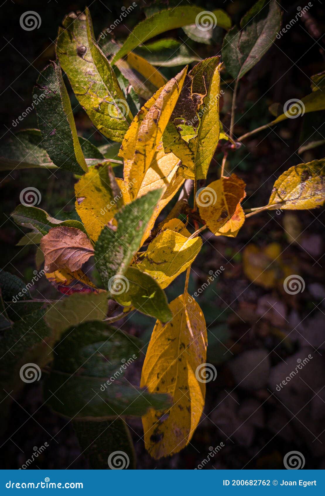 Apple Tree Leaves in Autumn Stock Photo - Image of illuminated, flower ...