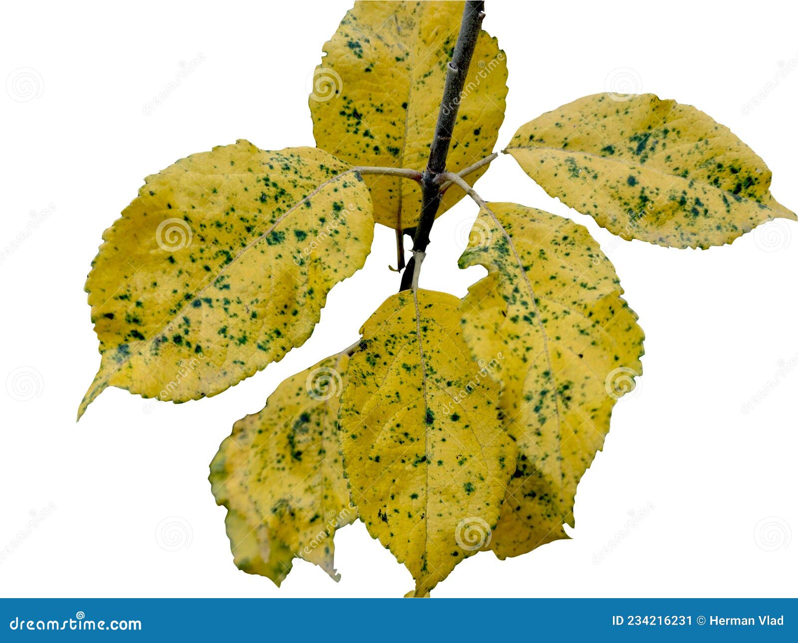 Apple Tree Leaves in Autumn - Isolated on White Stock Image - Image of ...