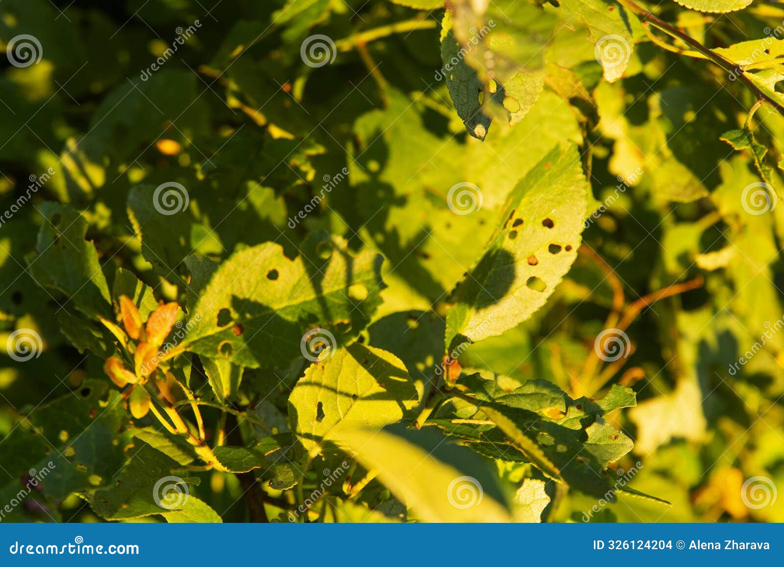 Apple Tree Leaves Eaten by Aphids Stock Photo - Image of tree, spring ...