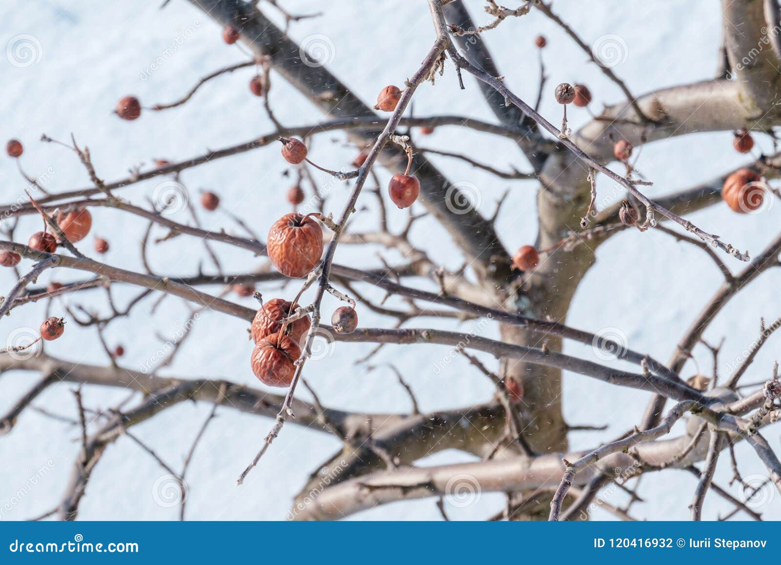 Apple Tree without Leaves and with Fruit in Winter Stock Photo - Image ...