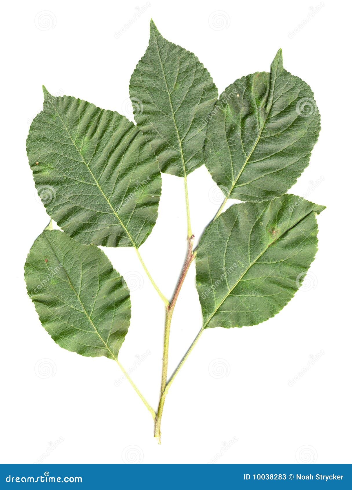 Apple Tree Leaves isolated stock image. Image of leaf - 10038283