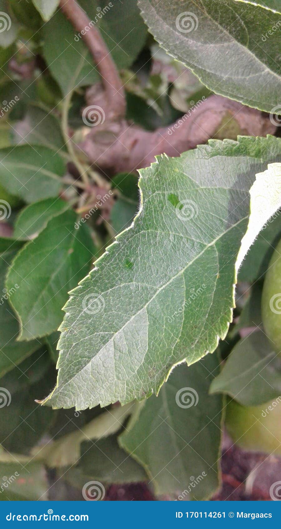 Apple tree leaves stock image. Image of tree, green - 170114261