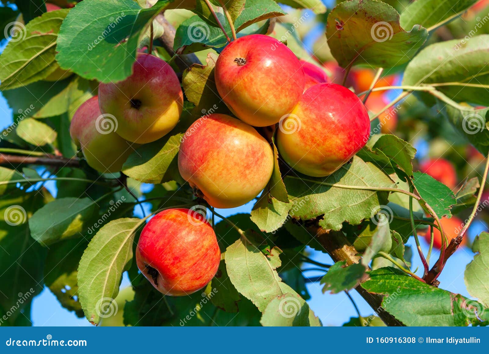 Apple Tree Lit by the Sun. Bright Ripe Red Rosy Apples on a Branch ...