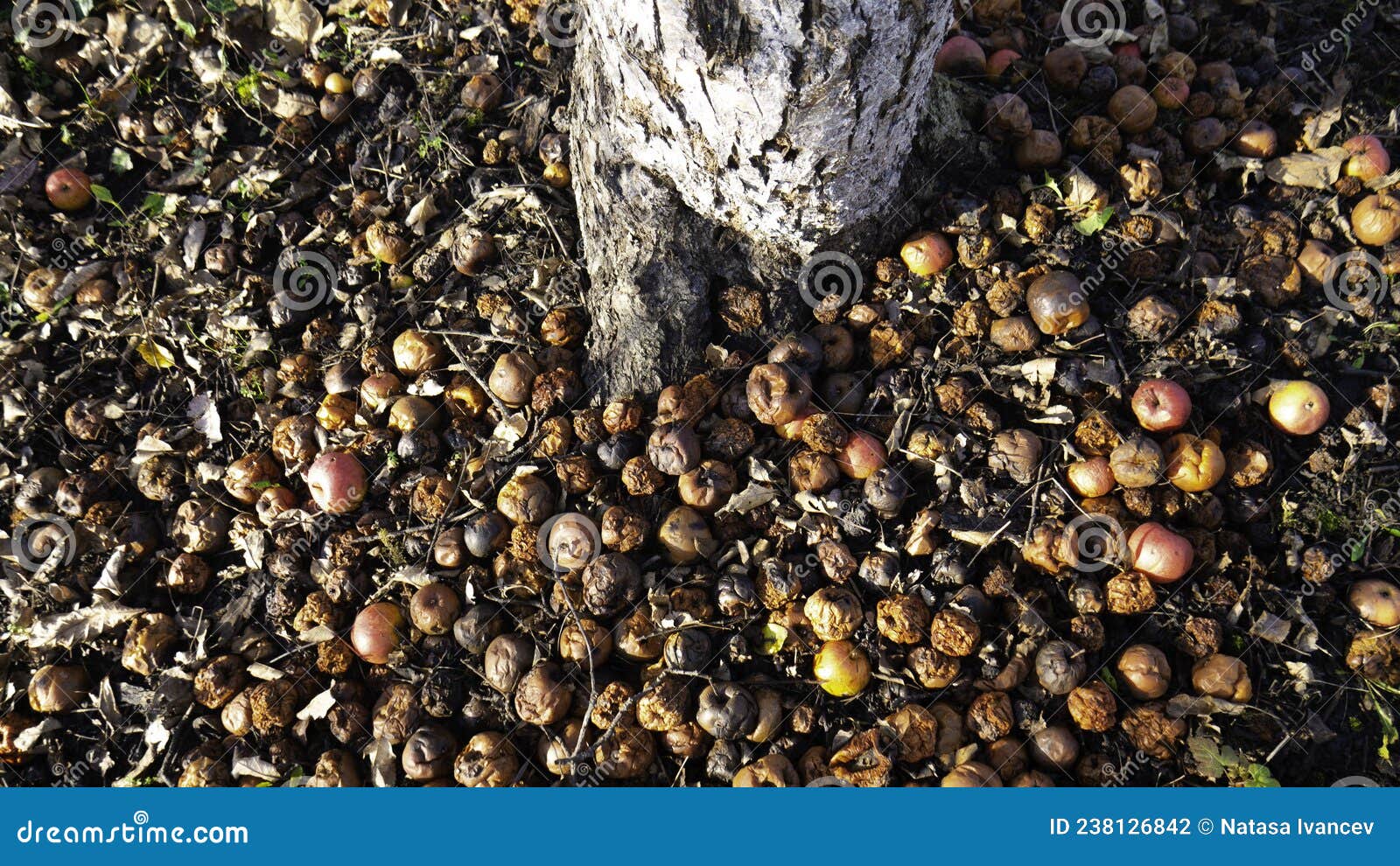 Rotting Fruit Texture Background Stock Image | CartoonDealer.com #112524097