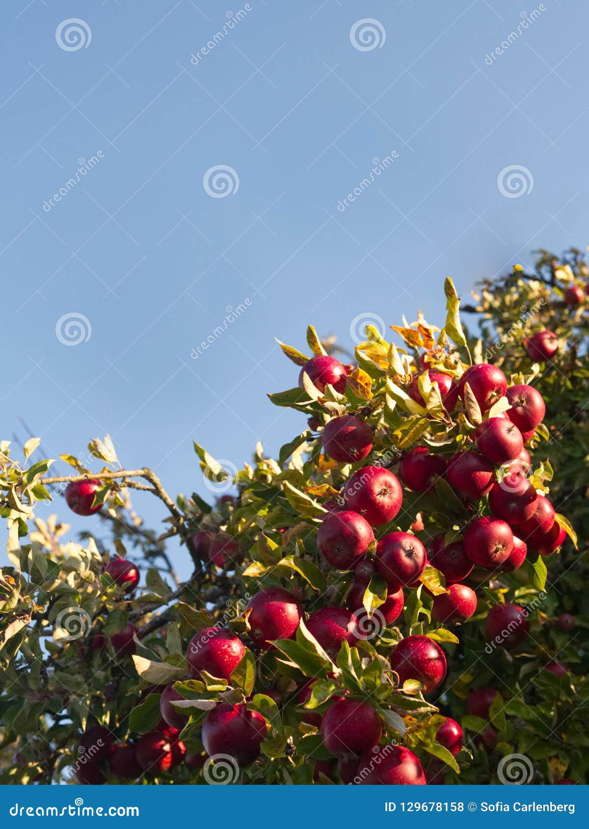 Apple Tree with Many Red Apples, and a Blue Sky Stock Photo - Image of ...