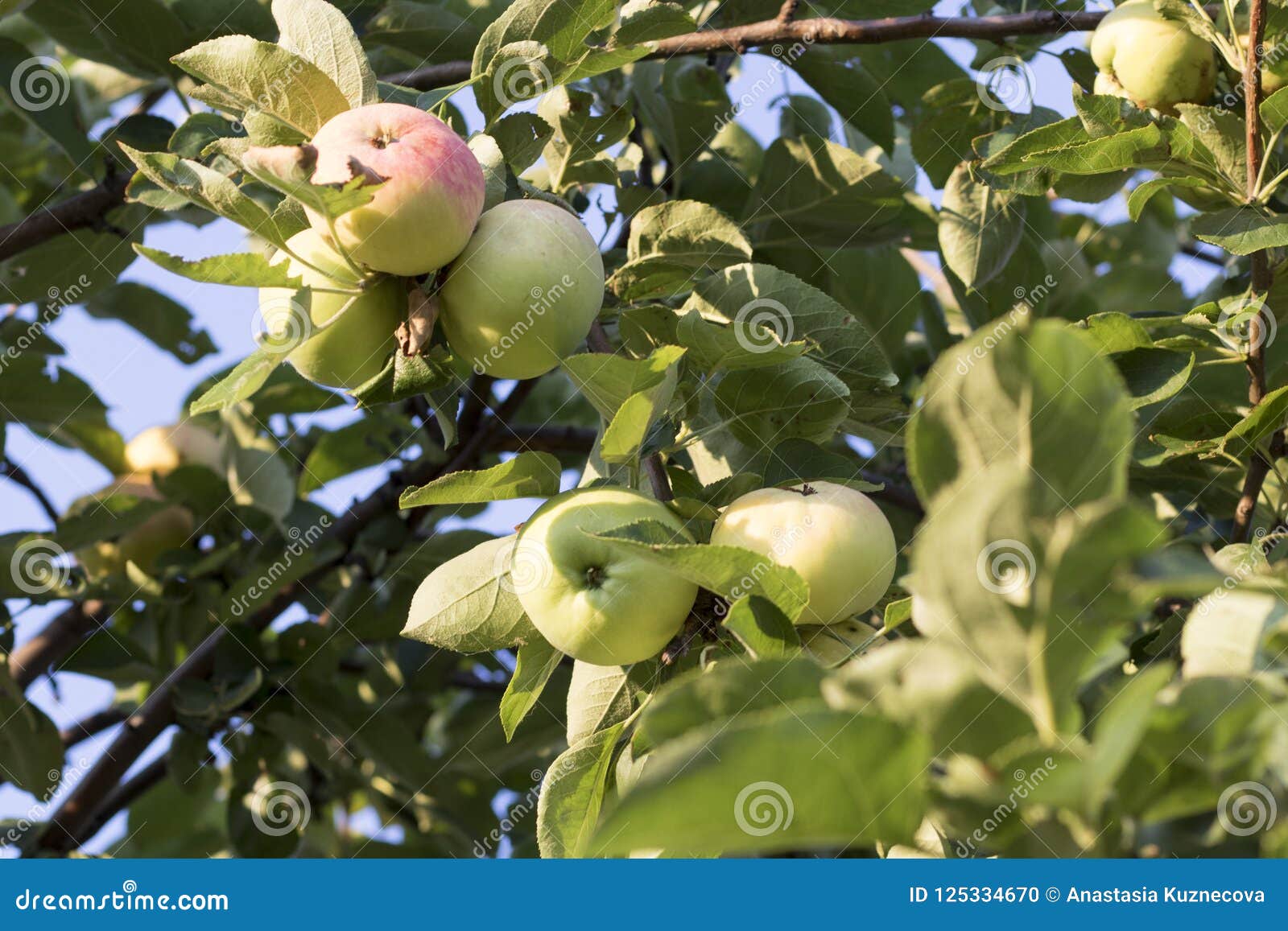 Apple tree with maturing stock photo. Image of garden - 125334670