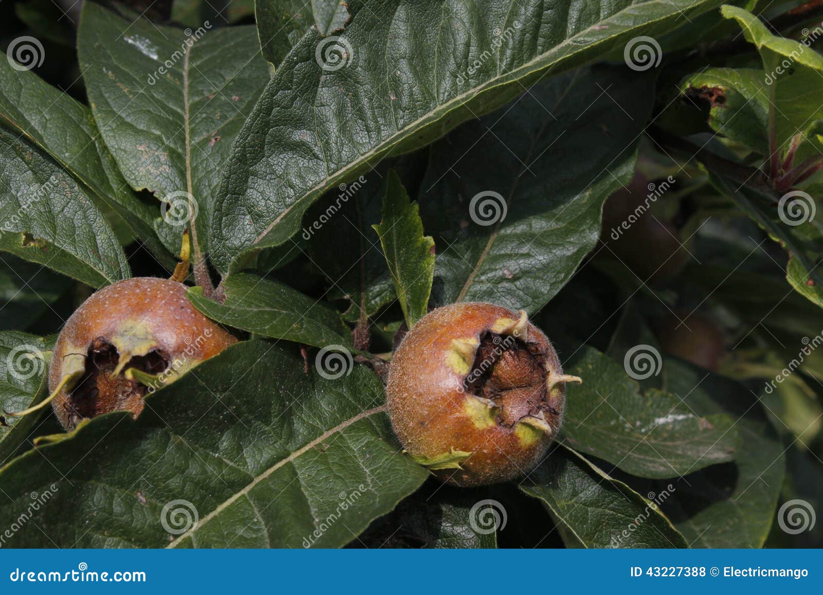 Apple tree stock photo. Image of biology, apple, meadow - 43227388