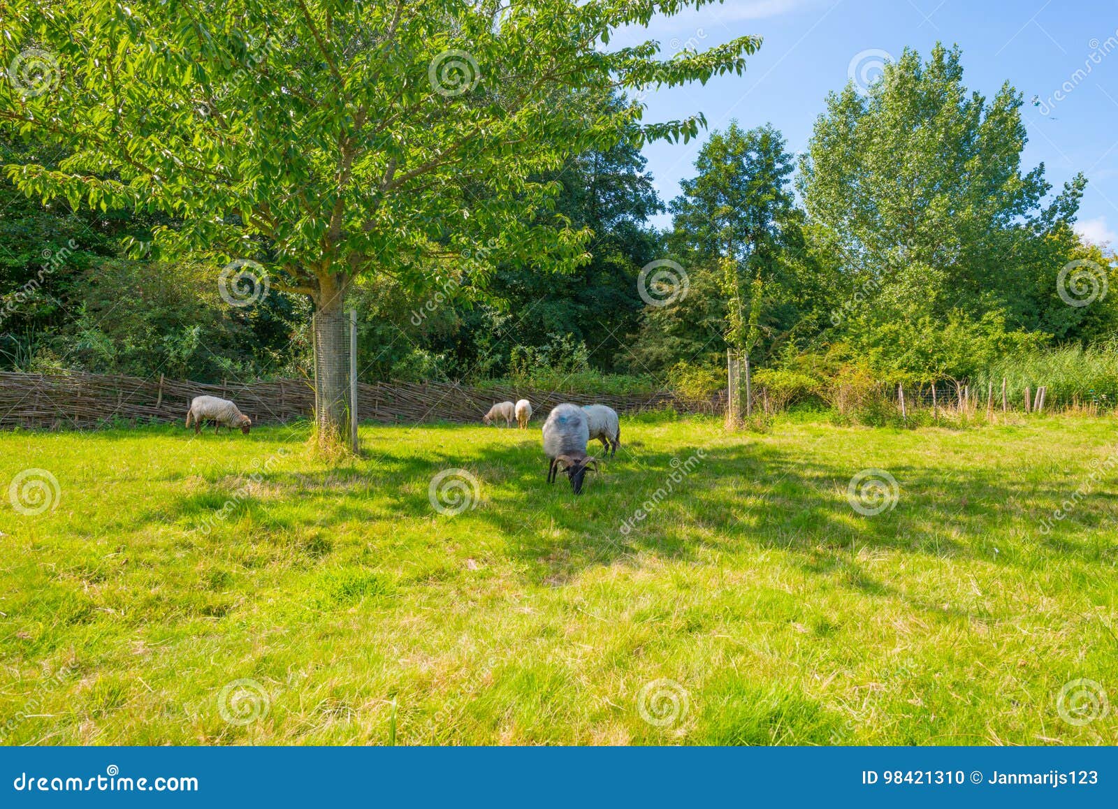 Apple Tree in a Meadow in Summer Stock Photo - Image of farm, walcheren ...