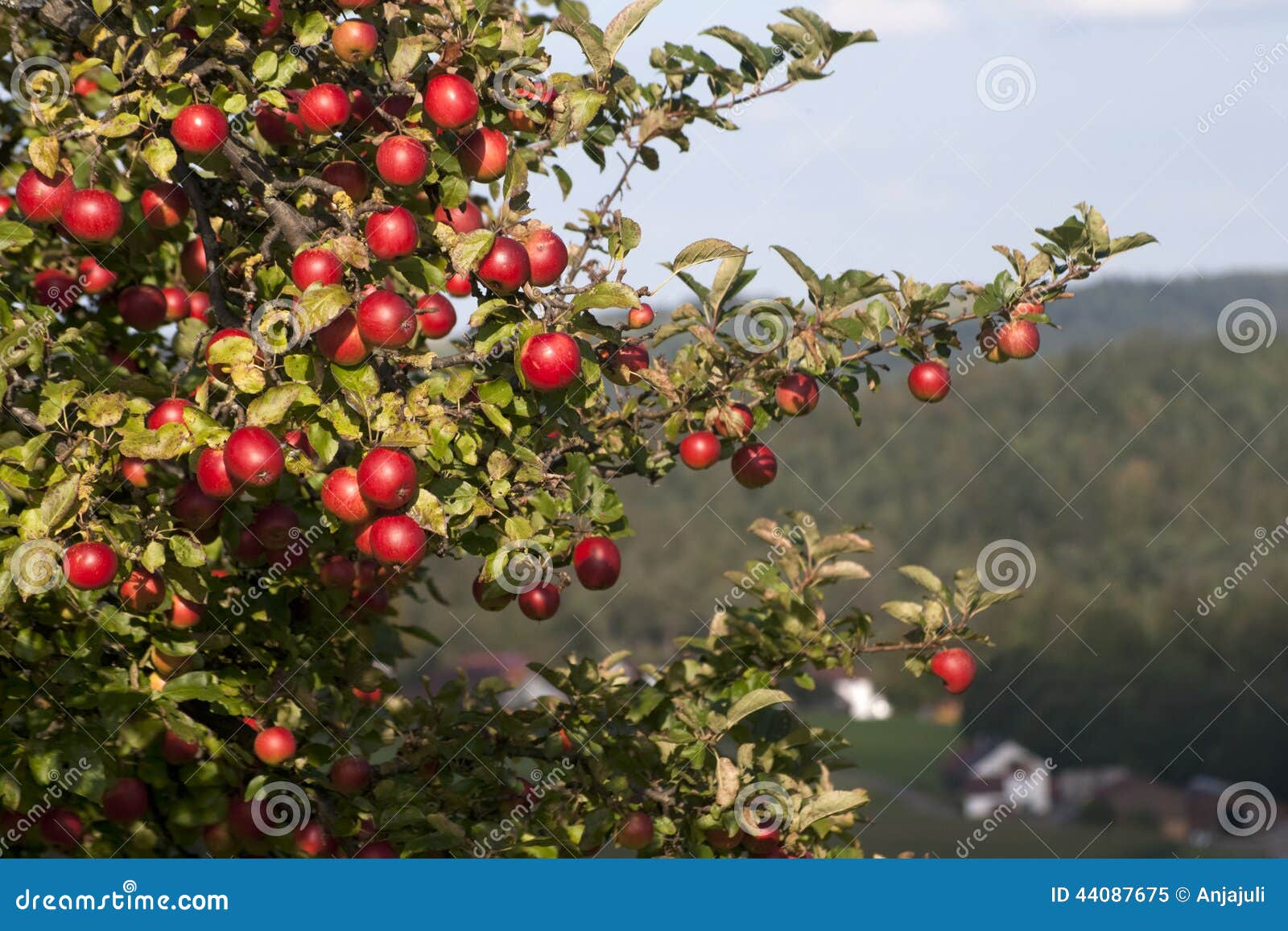 Apple Tree stock image. Image of harvest, mellow, fresh - 44087675