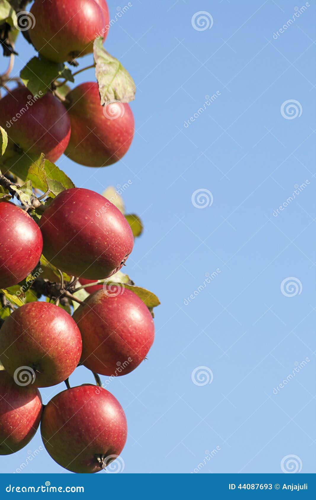 Apple Tree stock image. Image of biological, blue, apples - 44087693