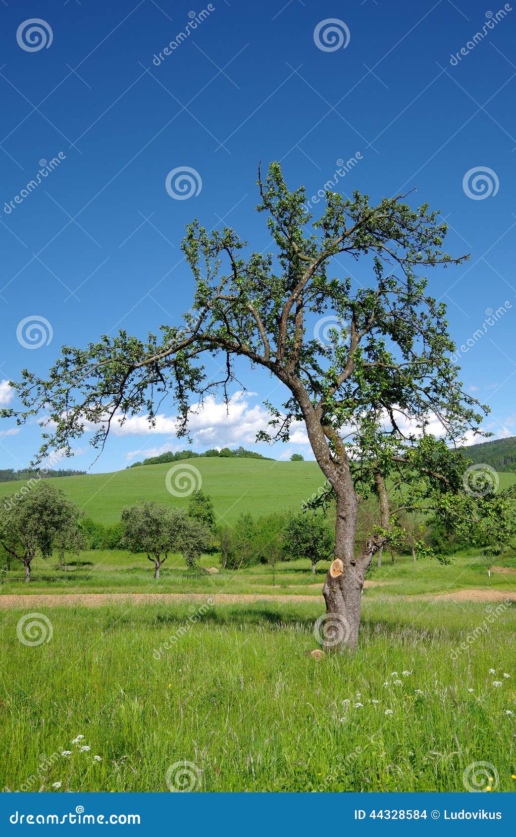 Apple tree stock photo. Image of garden, healthy, nature - 44328584