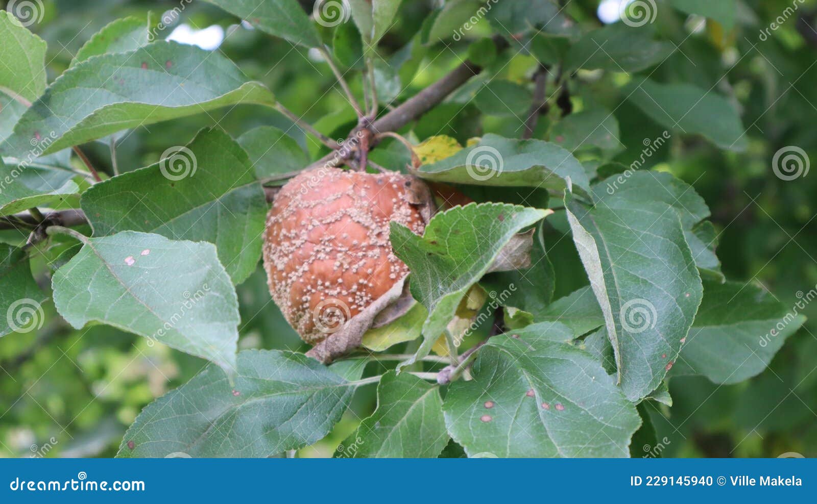 The Apple in the Tree is a Mummified Apple Stock Photo - Image of apple ...