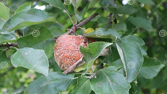 The Apple in the Tree is a Mummified Apple Stock Photo - Image of apple ...