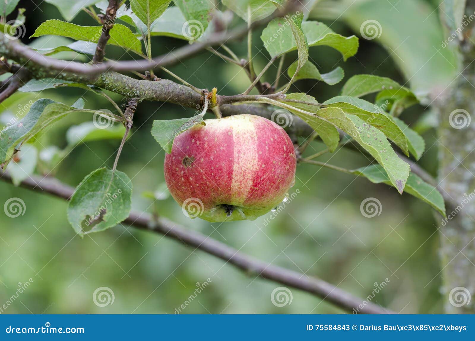 Apple on tree. stock image. Image of growth, agriculture - 75584843