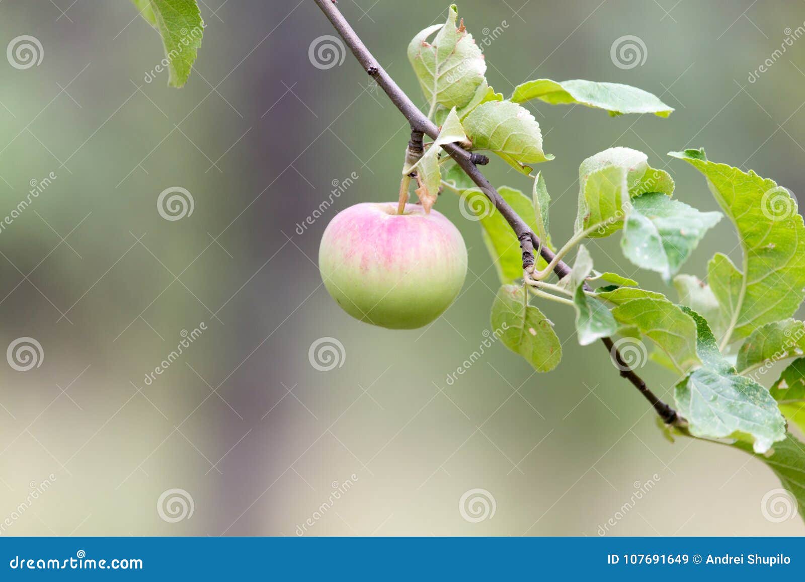 Apple on tree in nature stock image. Image of field - 107691649
